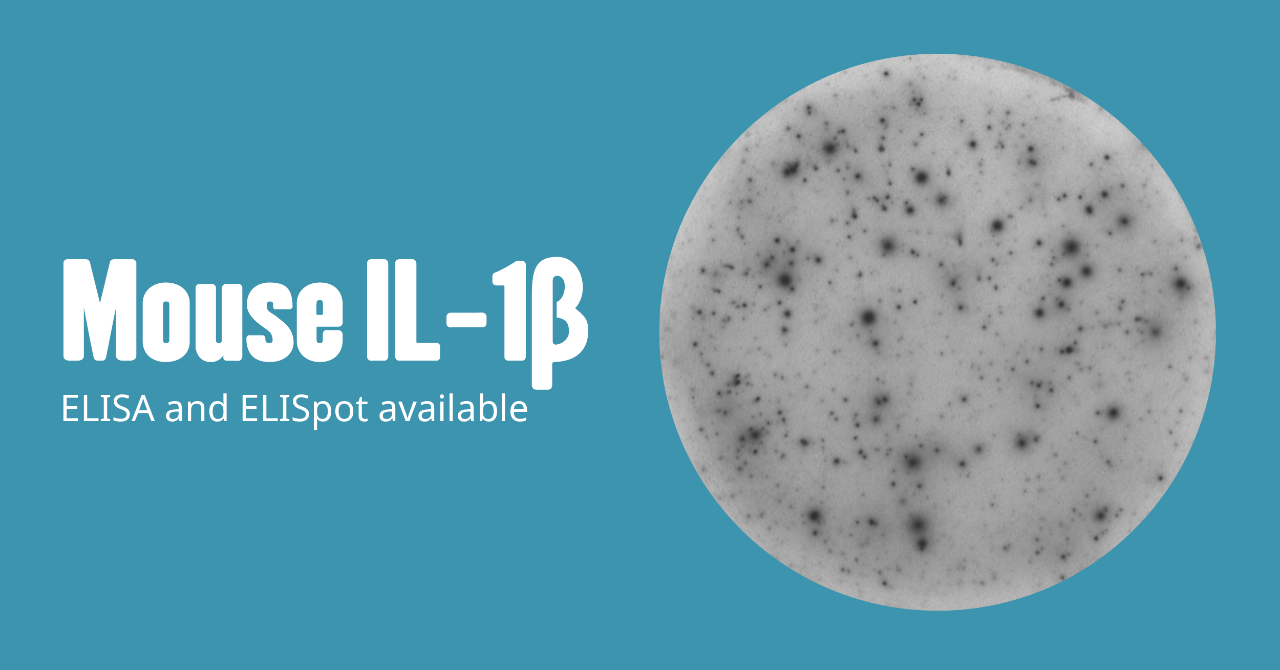 First-ever mouse IL-1β ELISpot | Mabtech