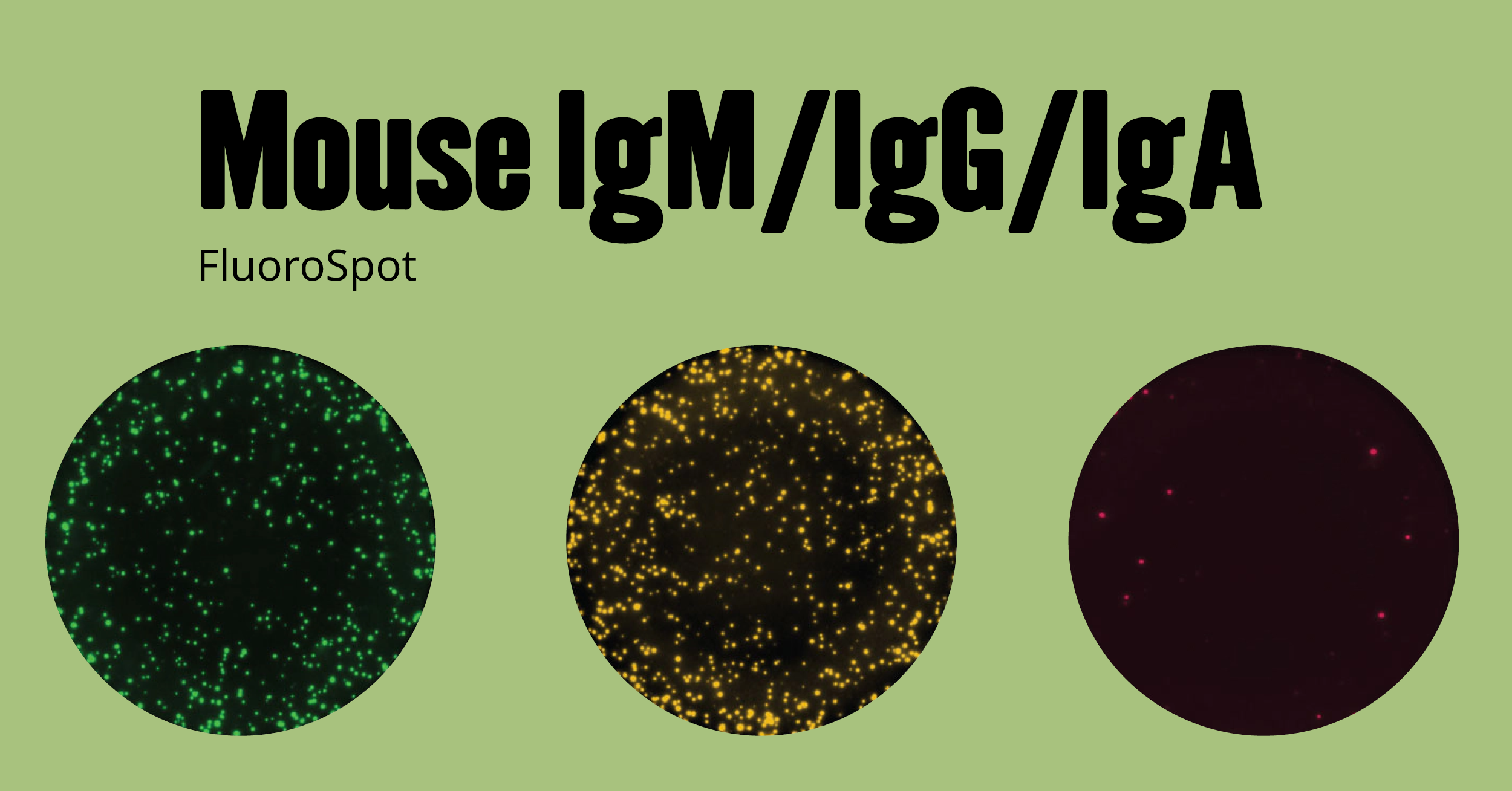 Mouse IgM/IgG/IgA FluoroSpot launched | Mabtech